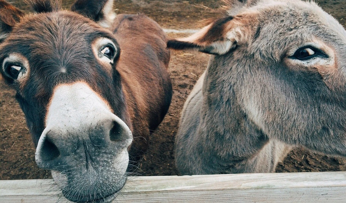 China Is Killing 6 Million Donkeys Every Year To Make The Traditional ...